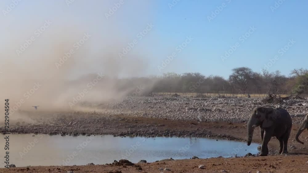 Two young African elephants get caught in a dust devil wind tornado at ...