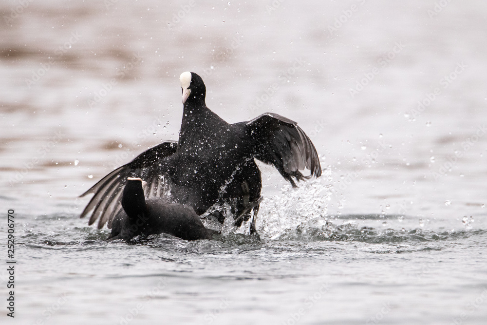 Two birds fighting on the water. A beautiful spray of flying in ...