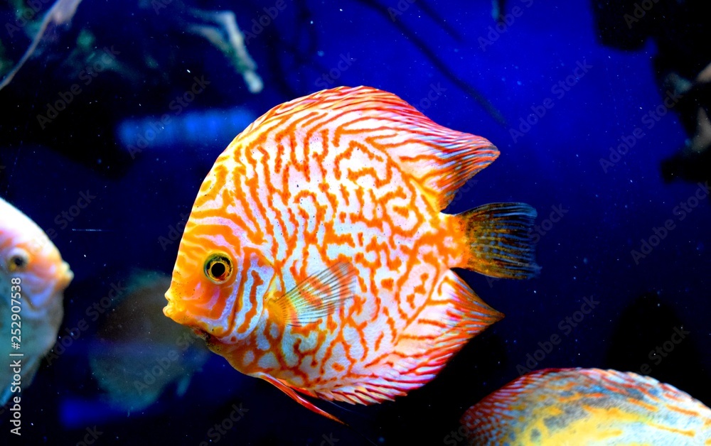 Symphysodon have a laterally compressed body shape,extended finnage is ...