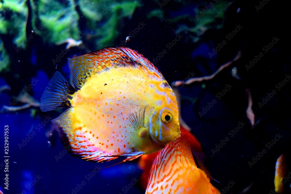 Symphysodon have a laterally compressed body shape,extended finnage is ...