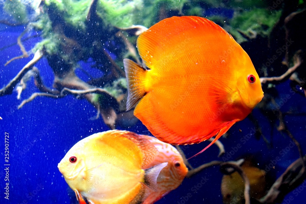 Symphysodon have a laterally compressed body shape,extended finnage is ...