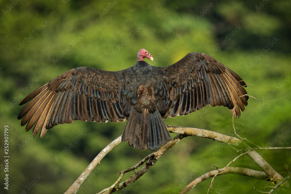 Turkey Vulture - Cathartes aura also known as the turkey buzzard and in ...