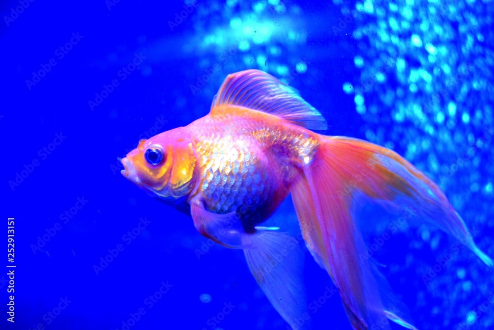 The goldfish (Carassius auratus) is a freshwater fish in the family ...