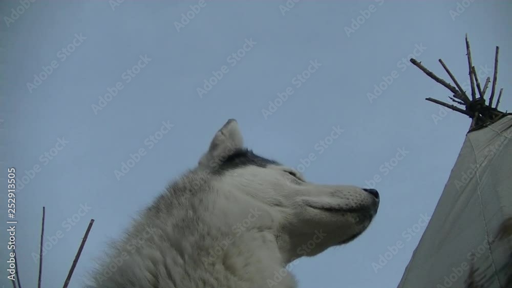 Dog breed Husky posing close, actively sniffing nose, bottom and side ...