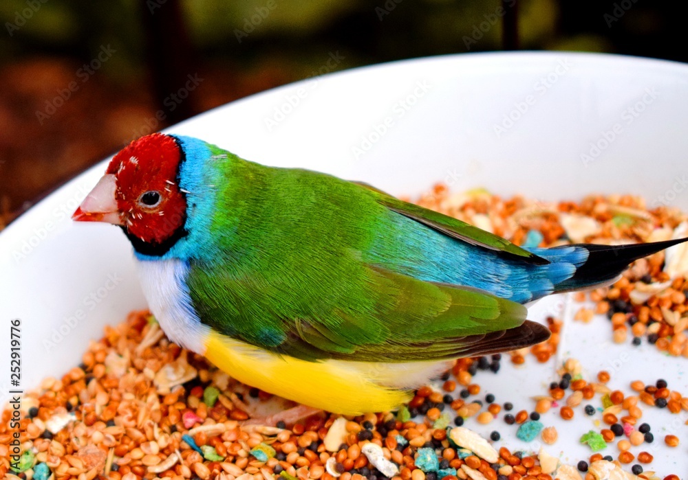 The Gouldian finch (Erythrura gouldiae), also known as the Lady ...