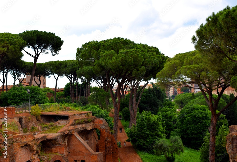 The stone pine, botanical name Pinus pinea, also known as the Italian ...