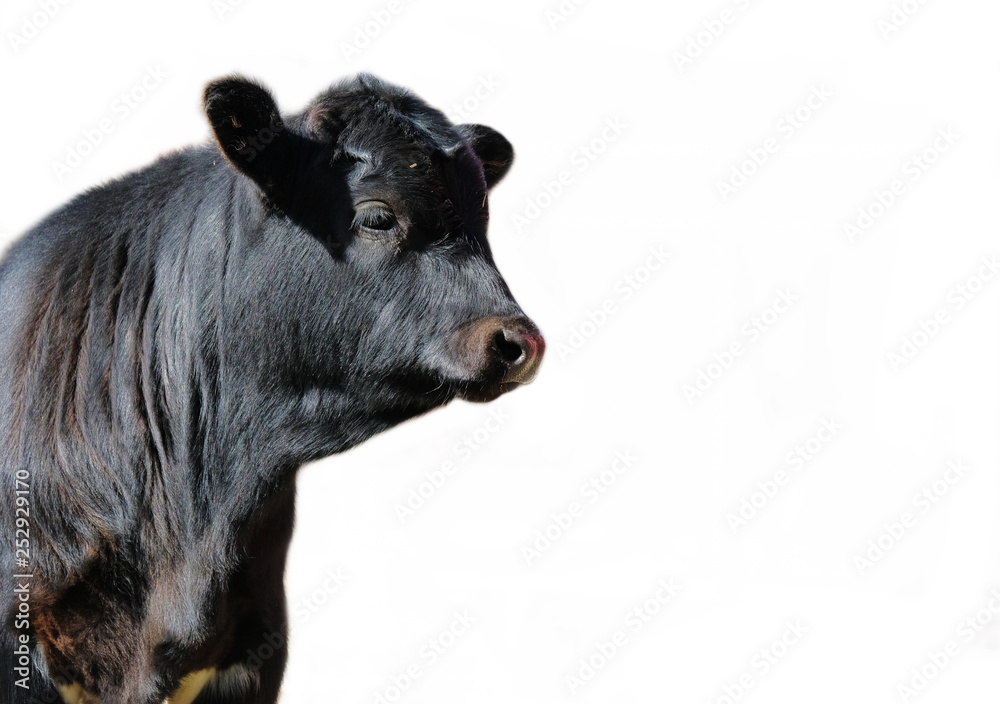 Black Angus Calf