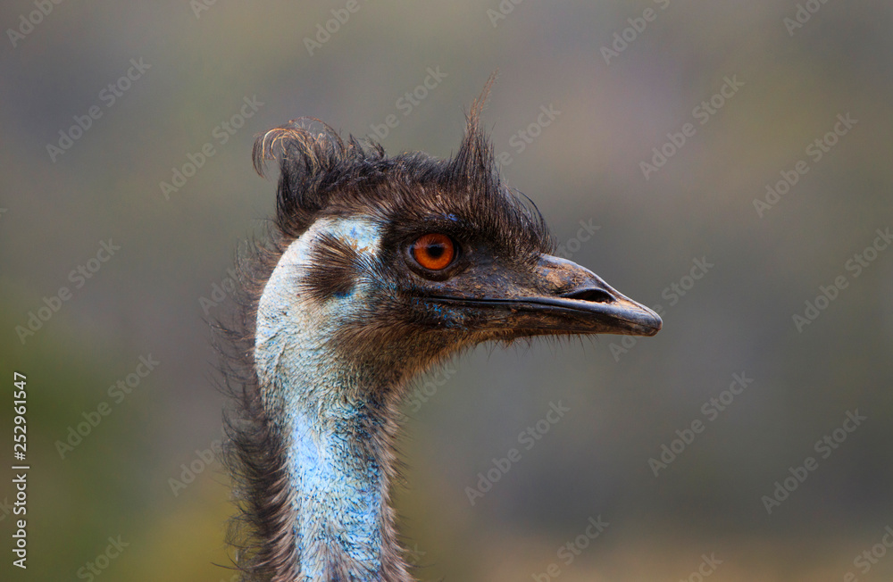Emu face profile with copy space Stock Photo | Adobe Stock