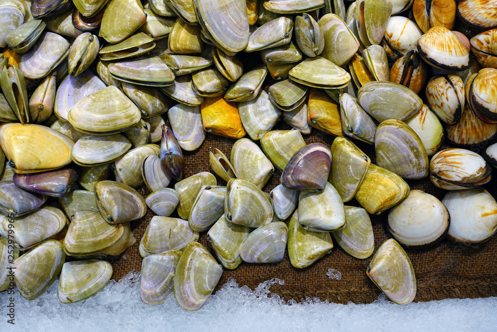 Fresh pipi shell (Paphies australis) for sale at a fish market in ...