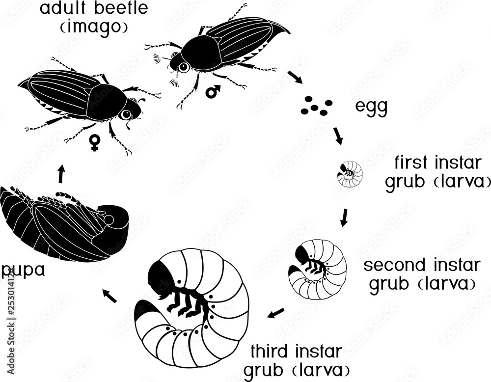 Life cycle of cockchafer. Sequence of stages of development of ...