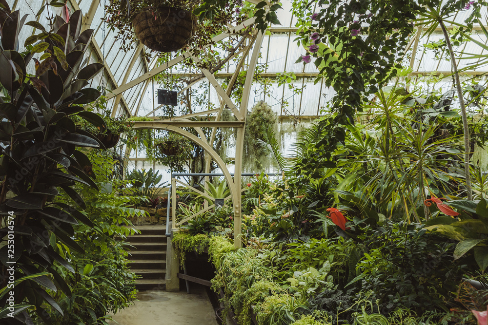 Tropical greenhouse glasshouse sunny interior full of lush green plants ...
