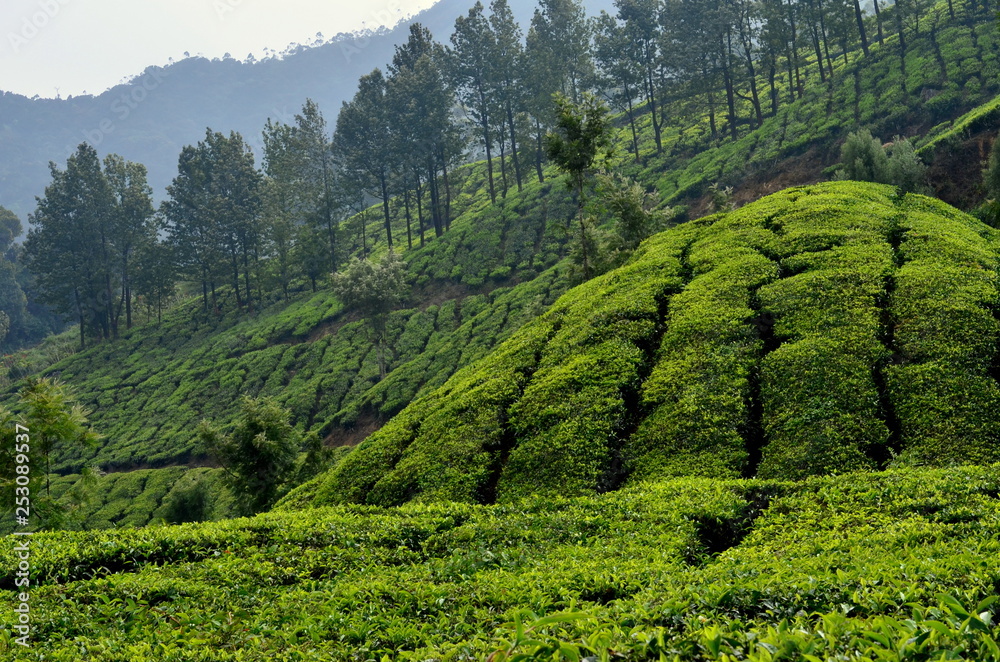 Foto de Tea plantation in Munnar, India. Munnar is a hill station and former resort for the ...