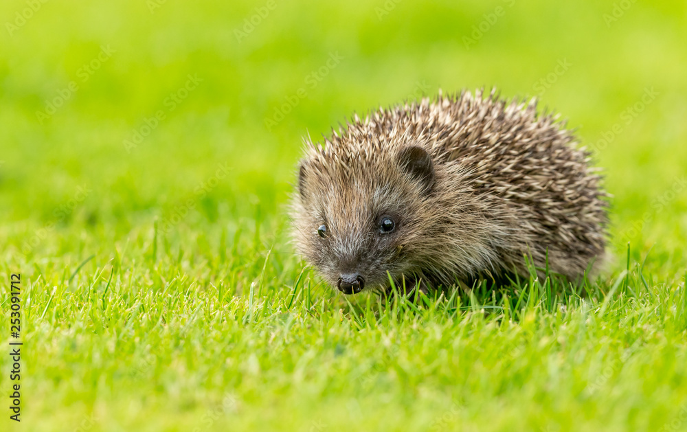 Hedgehog, young, wild, native hedgehog in natural garden habitat on ...