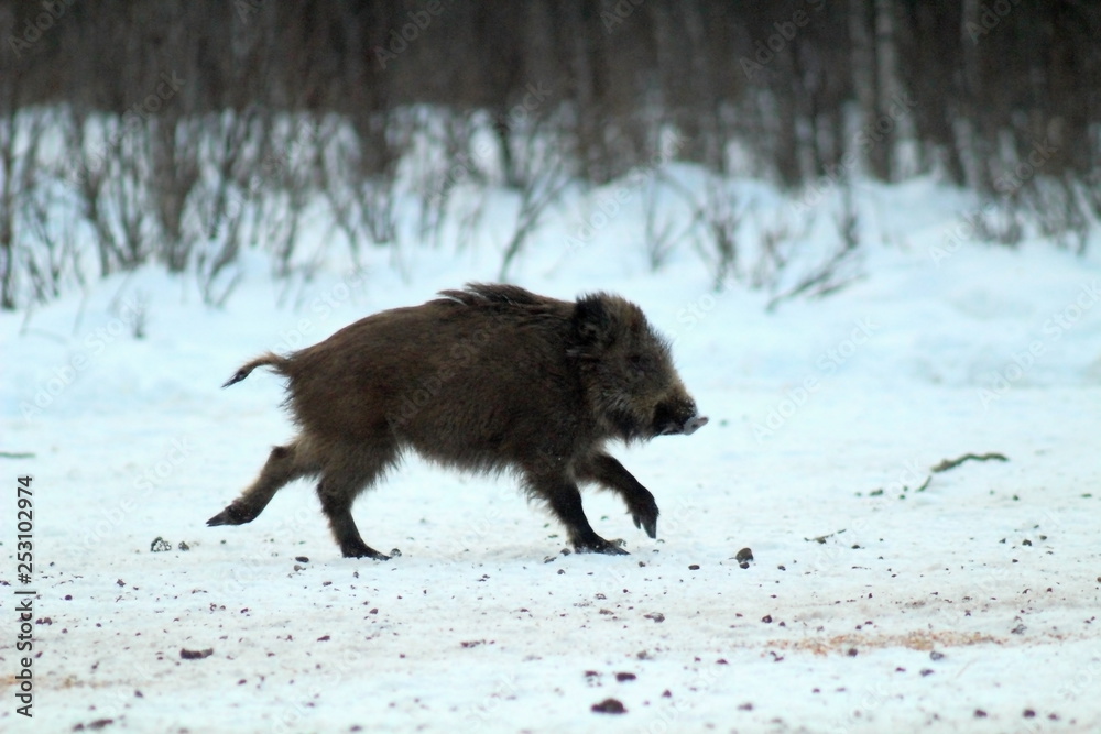 Funny, little wild boar, running away from danger through a snowy field ...
