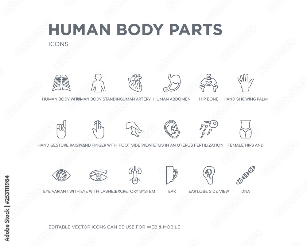 simple set of human body parts vector line icons. contains such icons ...