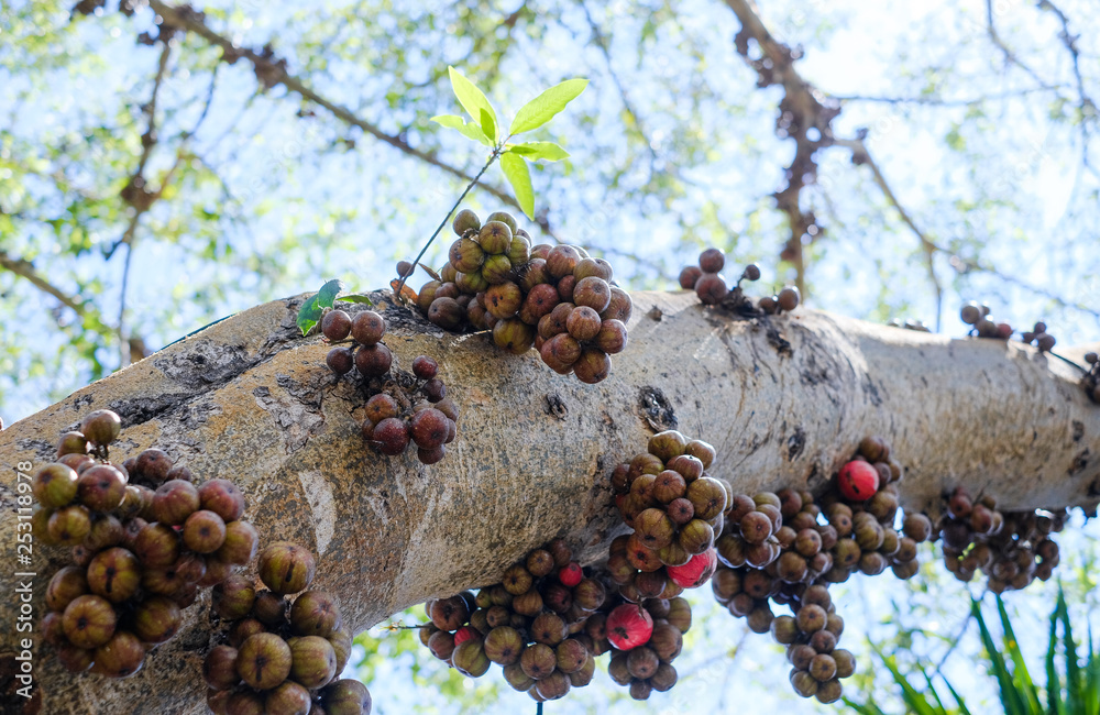 Ficus racemosa. The fruit on the tree. Stock Photo | Adobe Stock
