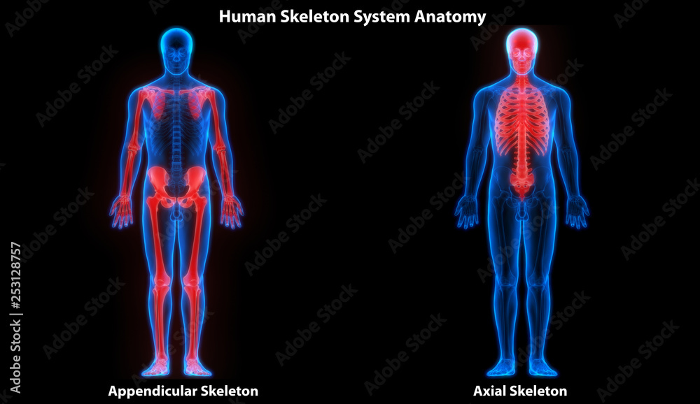 Human Skeleton System Appendicular and Axial Skeleton Anatomy Stock ...