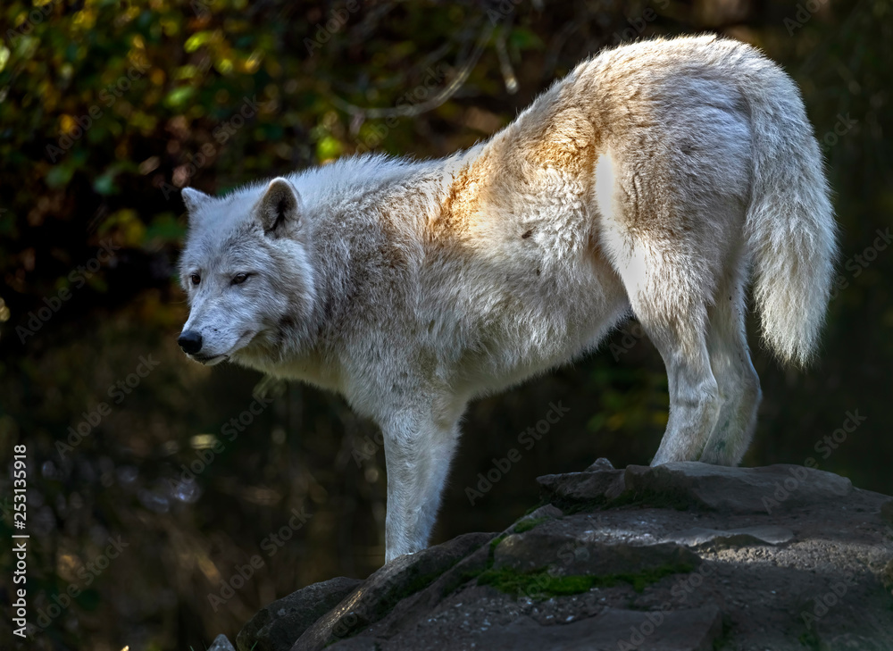 Arctic wolf. Latin name - Canis lupus arctos Stock Photo | Adobe Stock