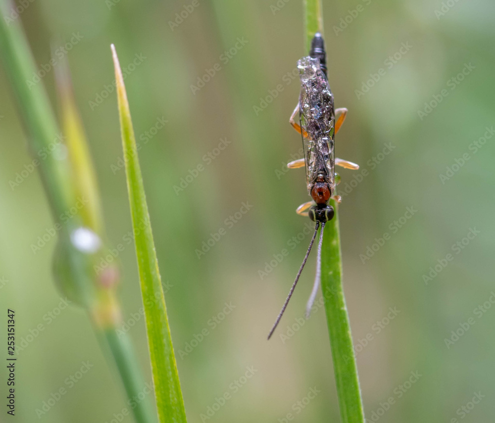 The Ichneumonidae are a parasitoid wasp family within the order ...