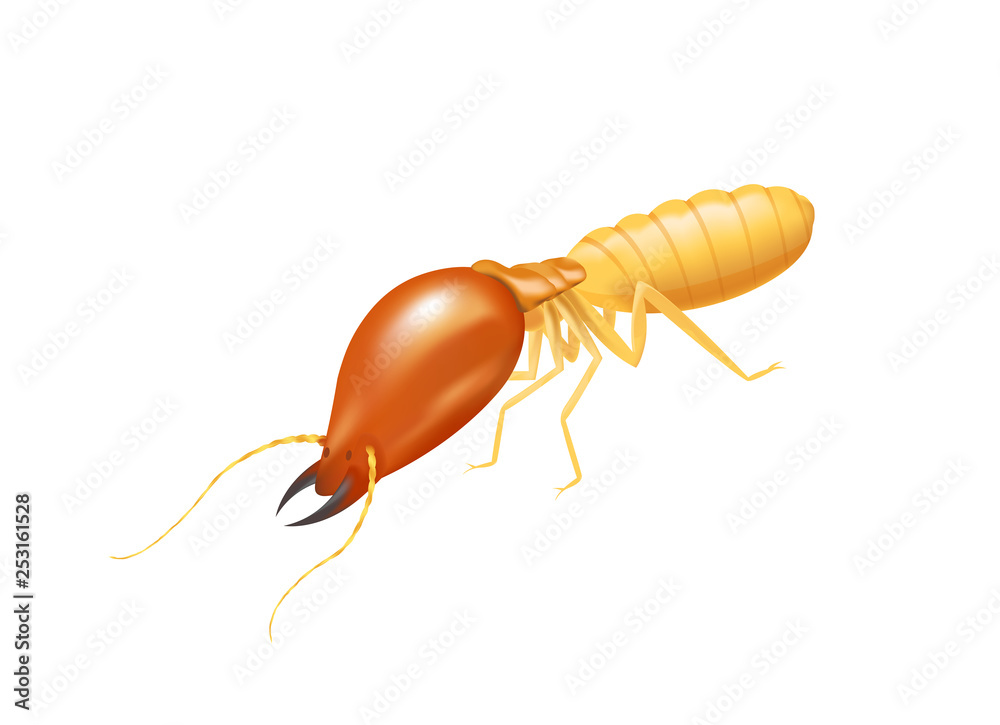 Vecteur Stock illustration termite isolated on white background, insect ...
