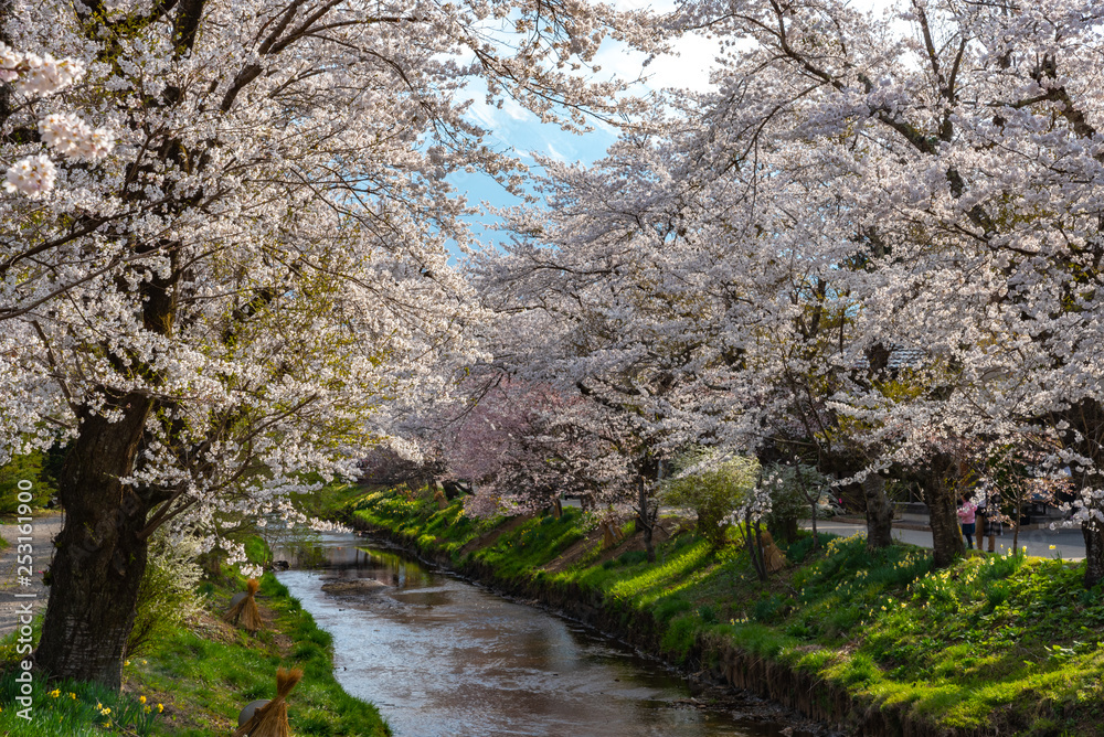 Festival of the sakura Cherry blossoms full bloom in The ancient Oshino ...