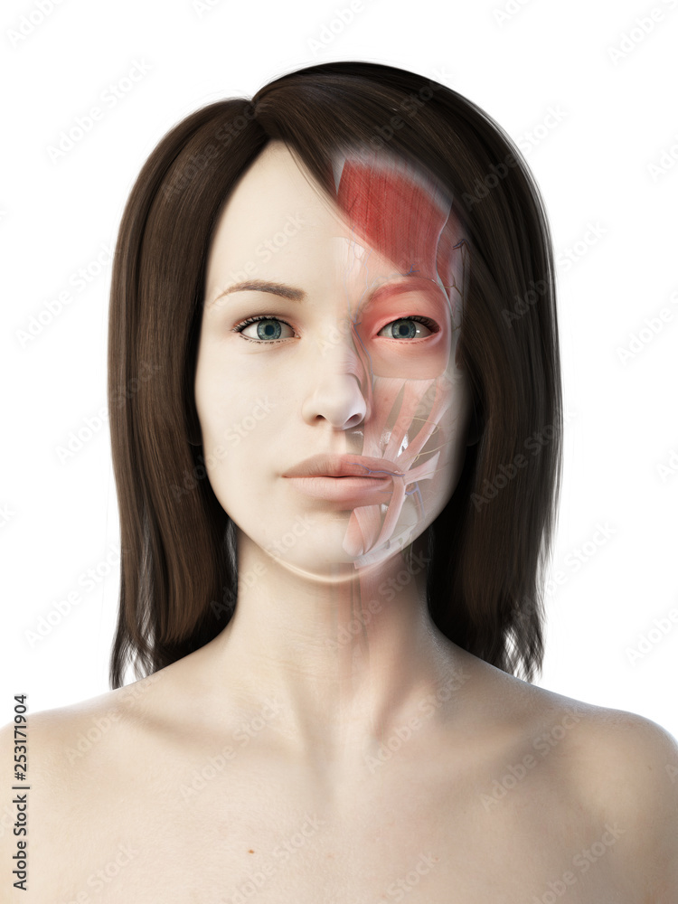 3d rendered medically accurate illustration of a females face anatomy ...