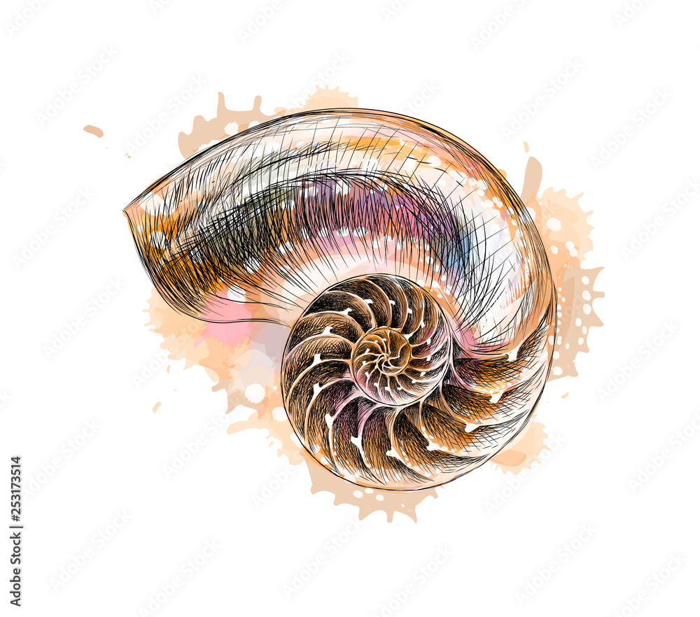 Nautilus shell section isolated on black background Stock Vector ...