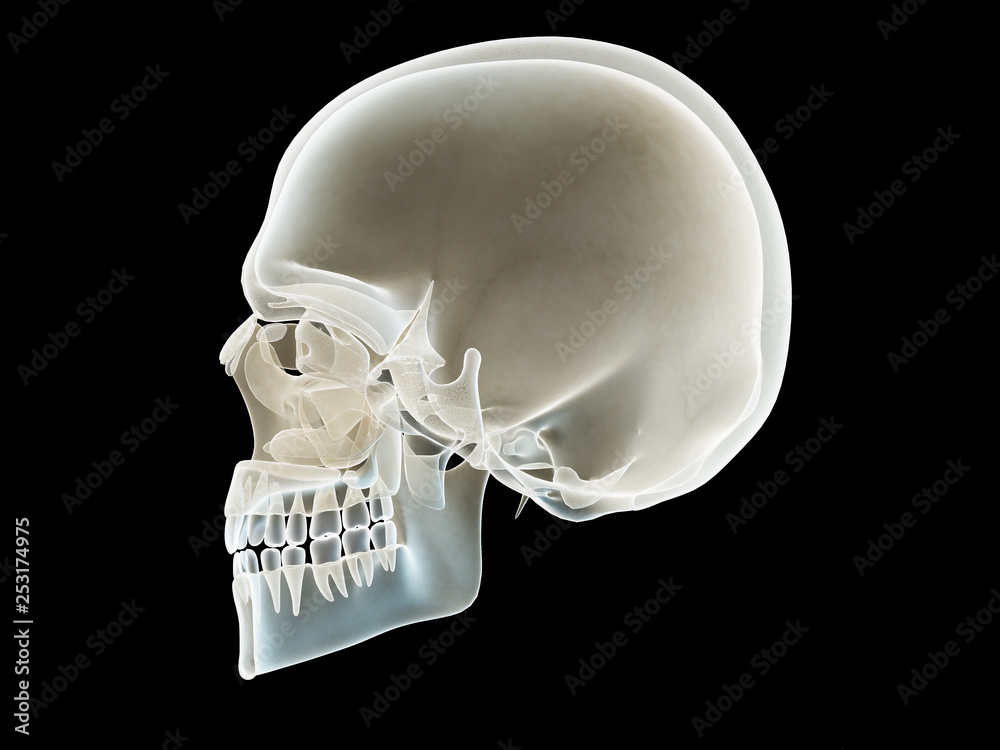 3d rendered medically accurate illustration of a lateral cross-section ...