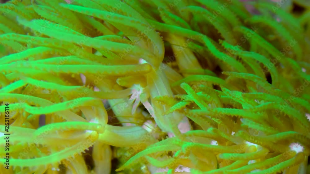Closeup of Fluorescent Green Star Polyps. Daisy Polyps, Star Polyps ...
