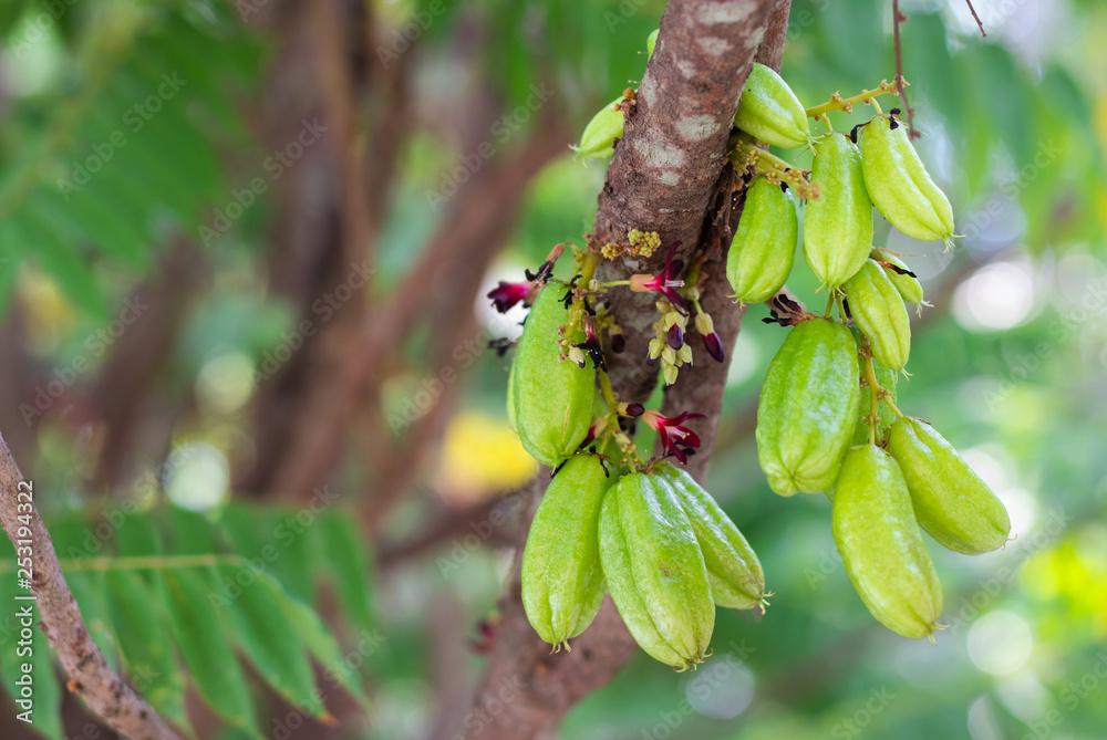 Closeup fresh green raw fruits of Bilimbi, Bilimbing, Cucumber tree ...