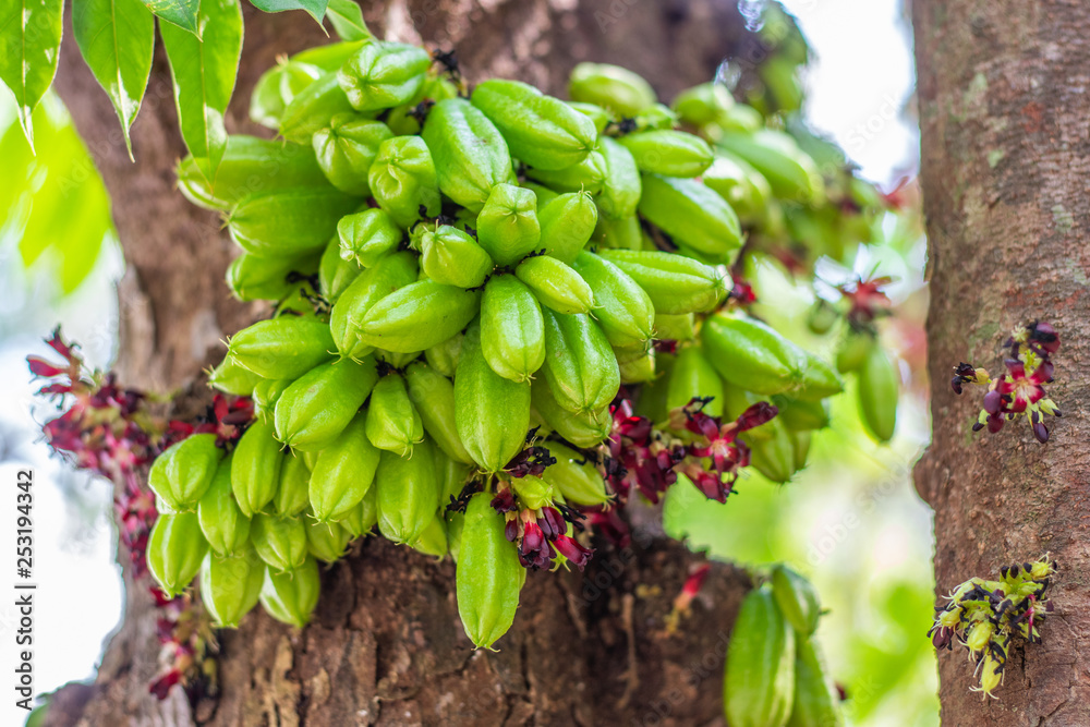 Closeup fresh green raw fruits of Bilimbi, Bilimbing, Cucumber tree ...
