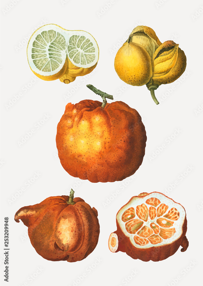 Vintage citrus fruits drawing Stock Vector | Adobe Stock