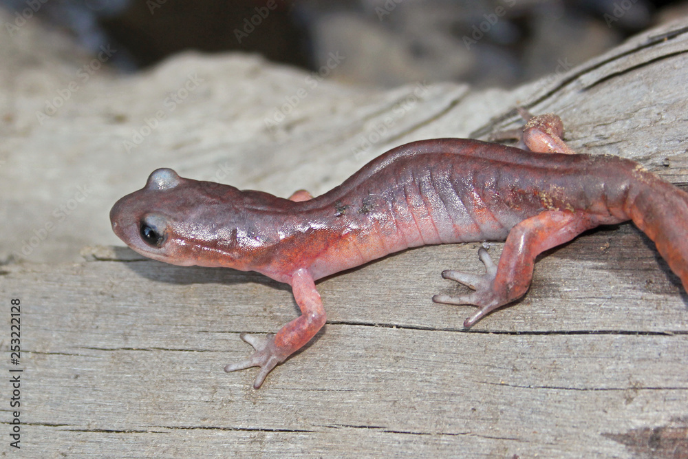 Ensatina Salamander