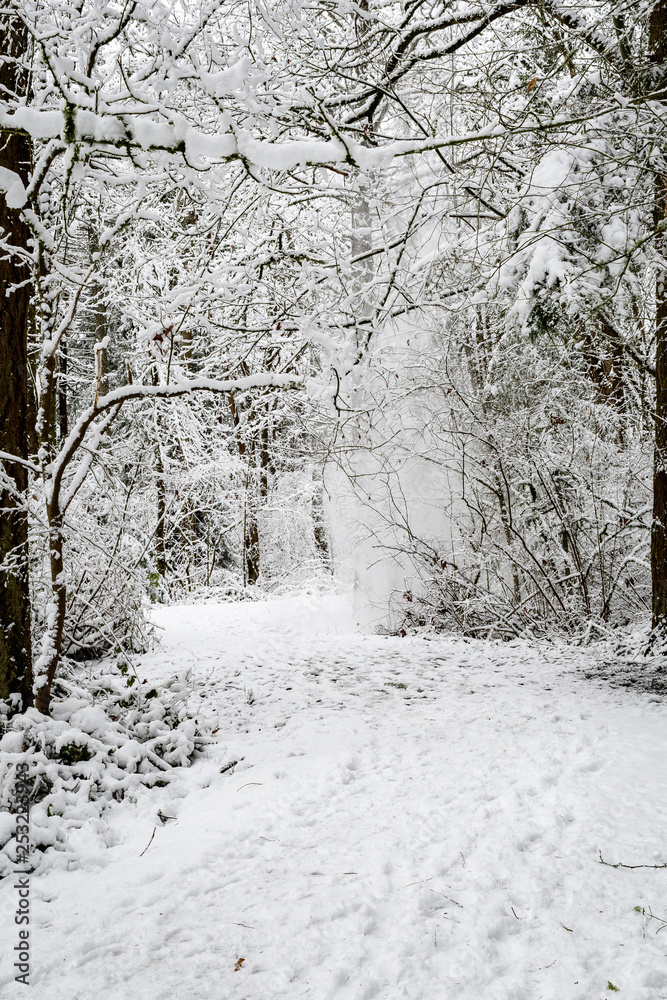 Snow Falling On Trees