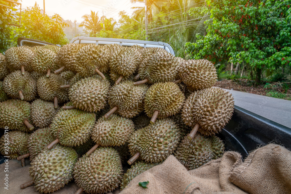 Many ripe fresh durians in the trunk of pickup car. King of fruits in ...