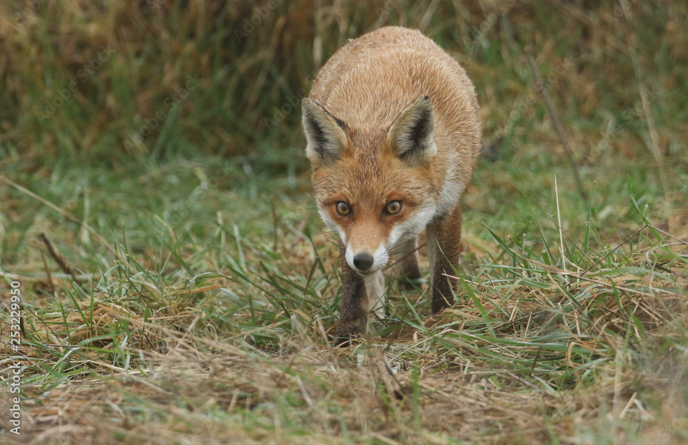A magnificent Red Fox (Vulpes vulpes) searching for food to eat at the ...