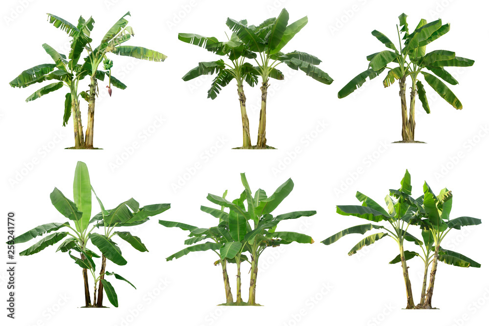 Banana trees collection isolated on a white background for garden ...