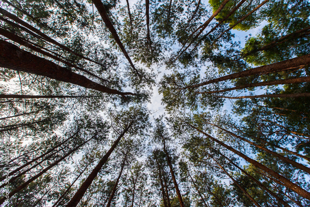 Pinus mugo - It is also known as creeping pine, dwarf mountain pine ...