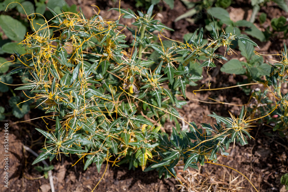 Dodder Genus Cuscuta is parasitic plants Stock Photo | Adobe Stock