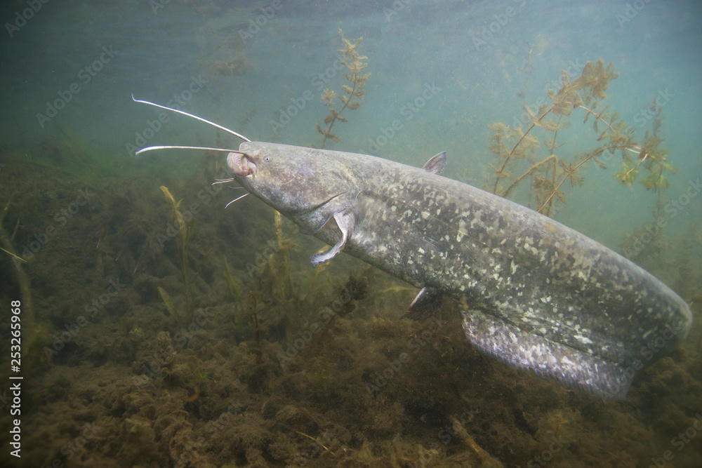 Underwater photo of The Catfish (Silurus Glanis). Biggest predatory ...