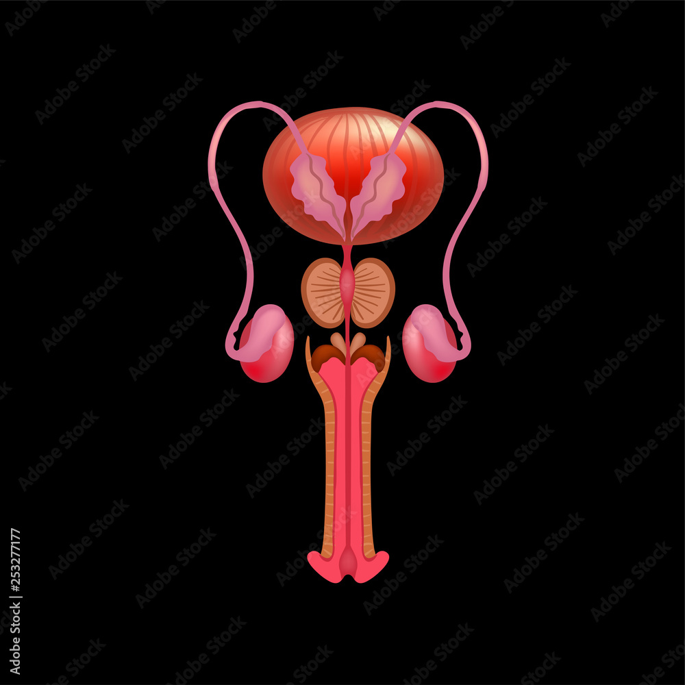 Vector illustration of Male reproductive system anatomy. Stock Vector ...