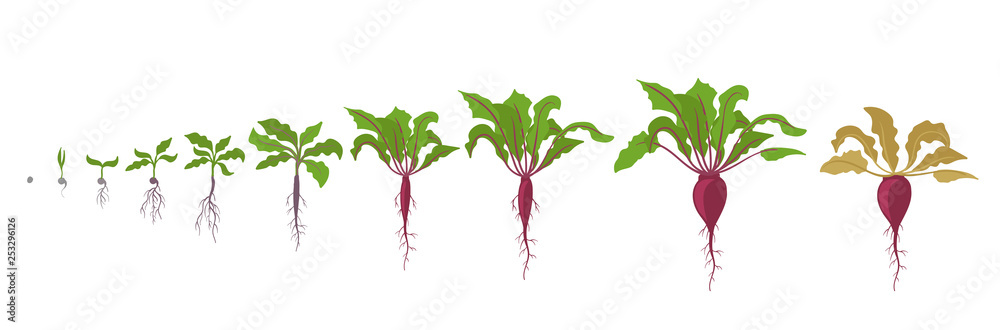 Growth stages of red beetroot plant. Vector illustration. Beta vulgaris ...