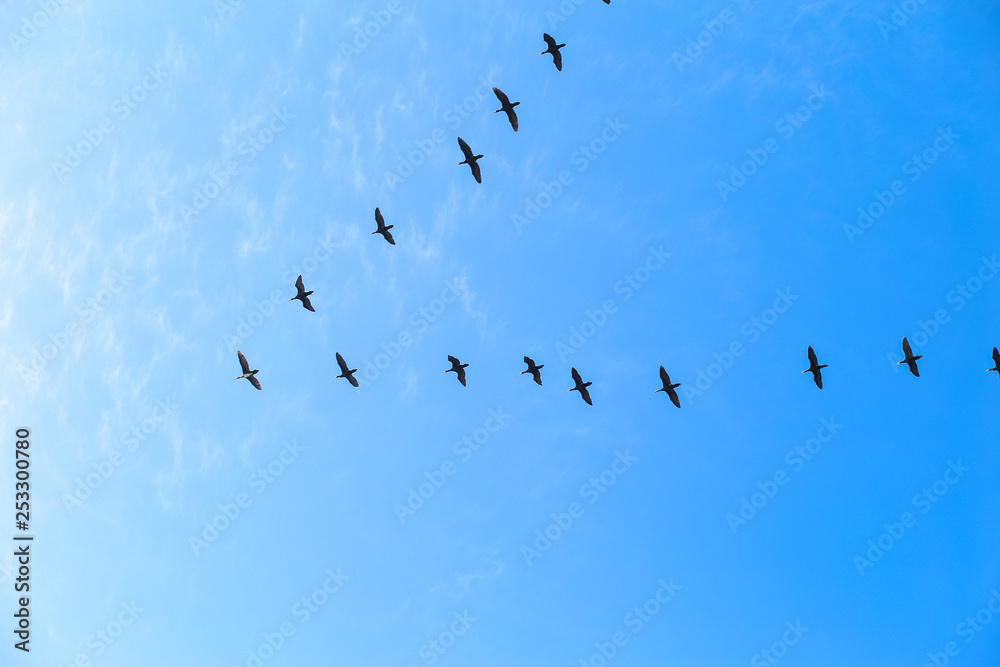 Flying birds in the shape of an arrow in the sky. Bird migration Stock ...