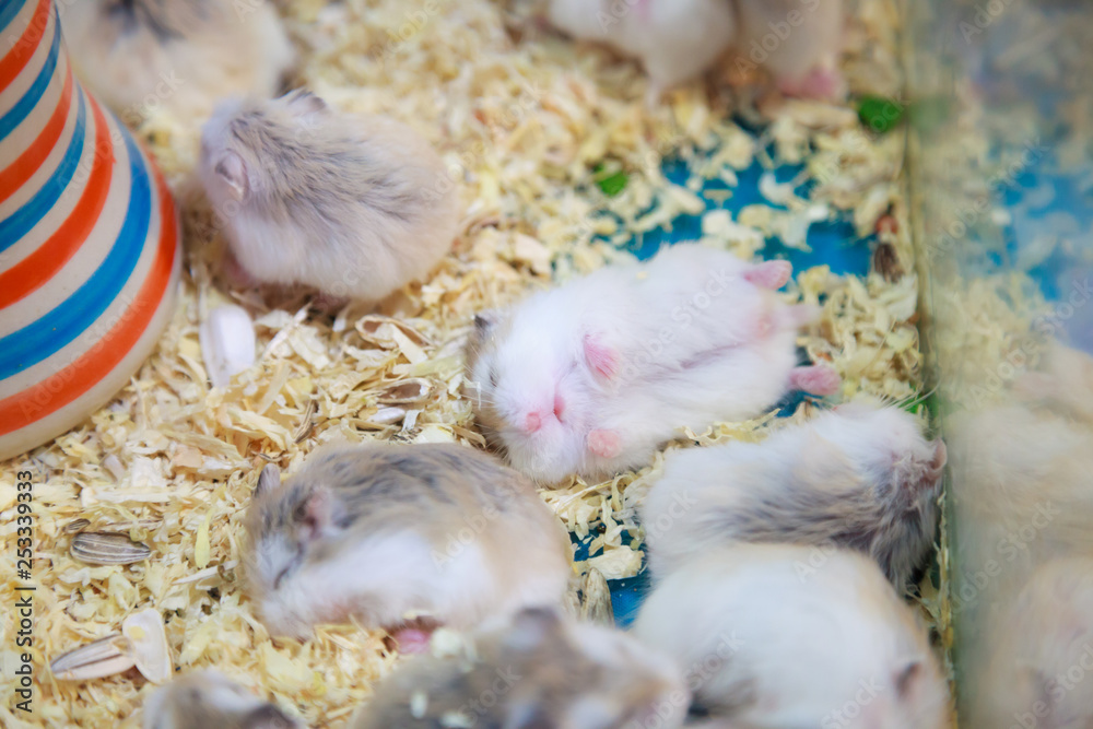 Cute Baby Hamsters Sleeping