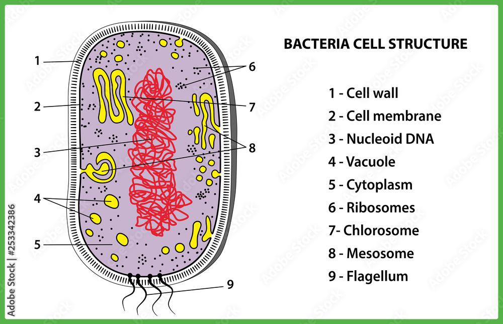 Bacterial cell structure on white background - vector illustration ...