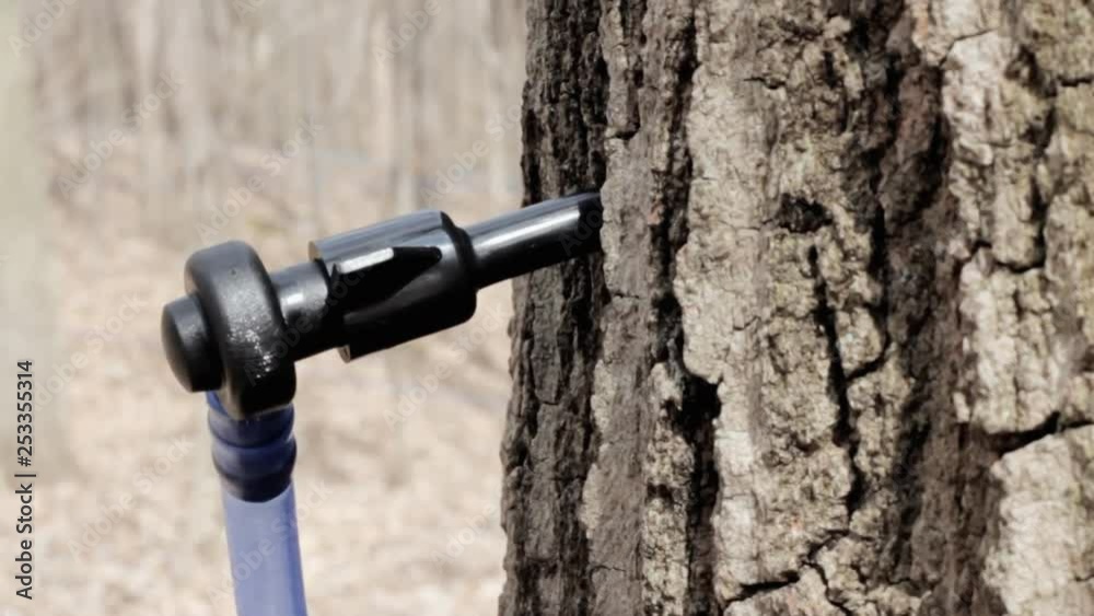 A sprout, connected to a tube system, tapped into a maple tree to ...