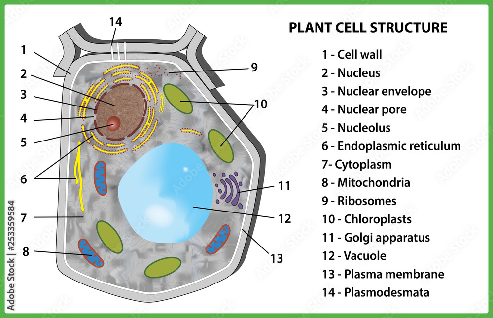 Plant Cell Structure On White Background Vector Illustration Stock