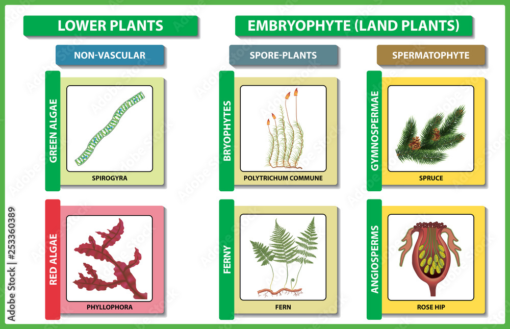 Plant classification. Diversity of living green plant divisions. Vector ...