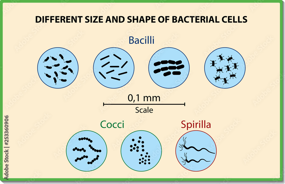 Microbes icon set. The Size and Shape of Bacterial Cells. Vector ...
