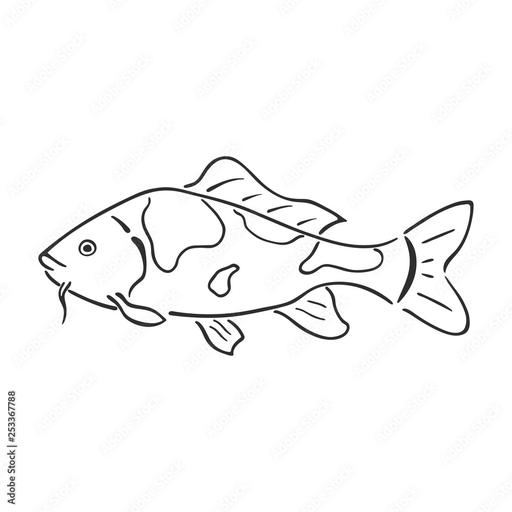 Asian Carp Drawing